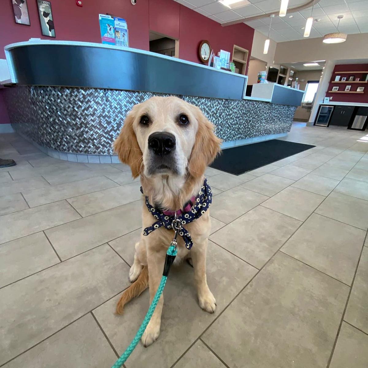 Veterinarian in Ames, IA | Somerset Veterinary Hospital