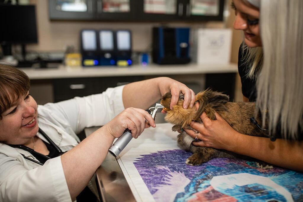 Pet Internal Medicine in Ames, IA | Somerset Veterinary Hospital