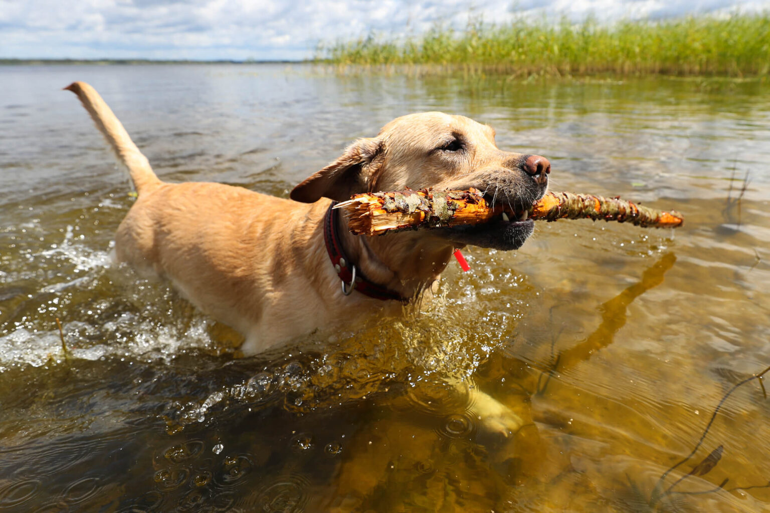 Veterinarian in Ames, IA | Somerset Veterinary Hospital